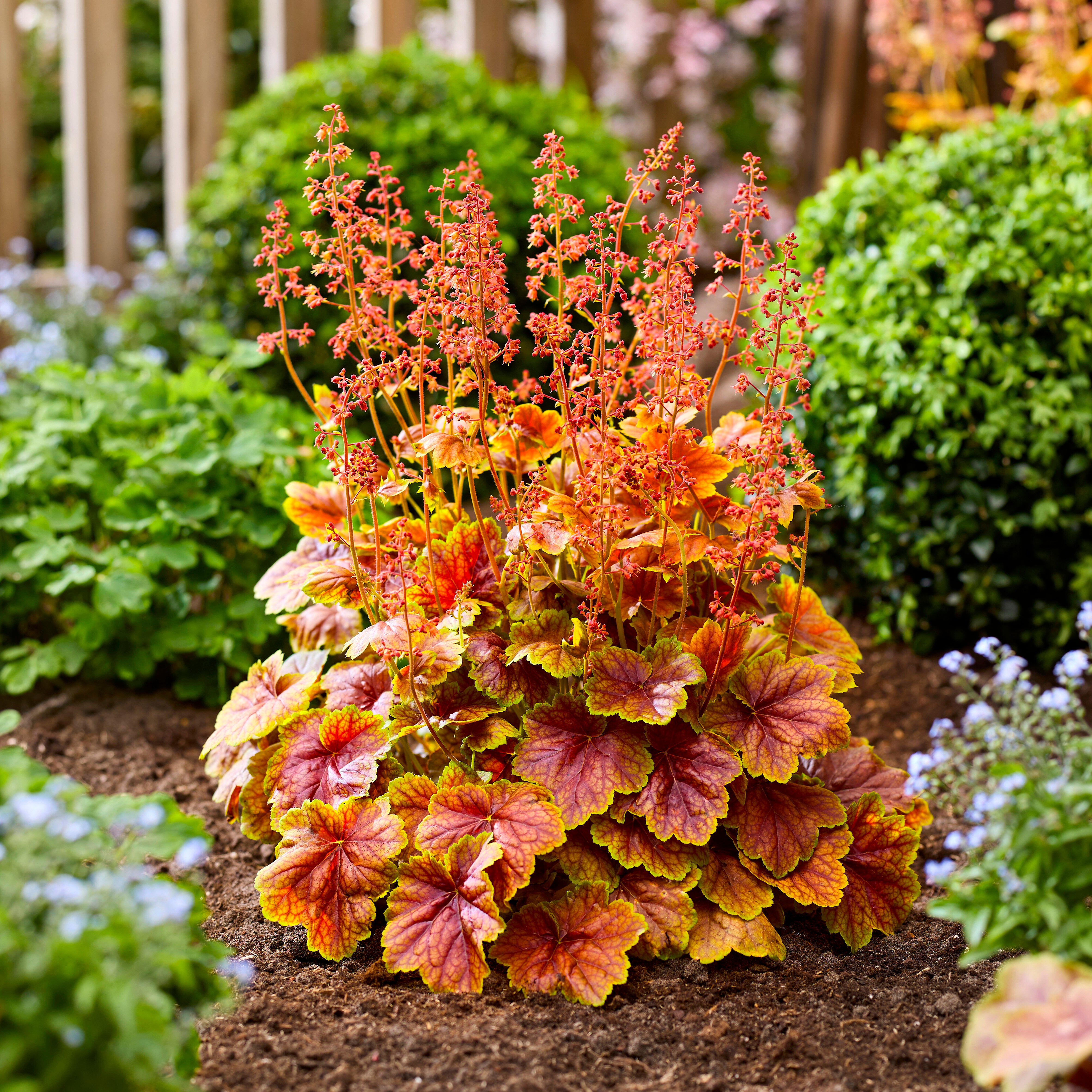 Heuchera (Coral Bells) "Eternal Flame" 1 Gallon Perennial – Tuttle ...