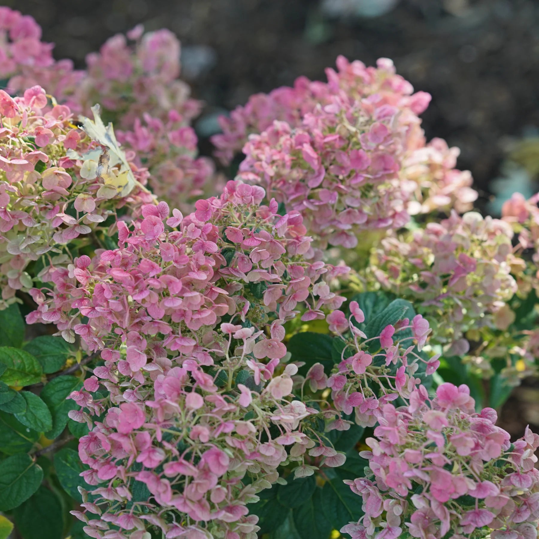 Panicle Hydrangea "Tiny Quick Fire" 1 Gallon Shrub Perennial – Tuttle ...