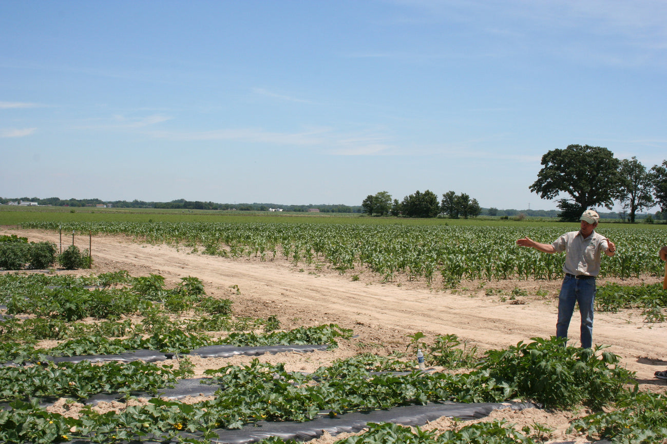 Pre-Order FROZEN Black Raspberries 10lb – Tuttle Orchards Online Store